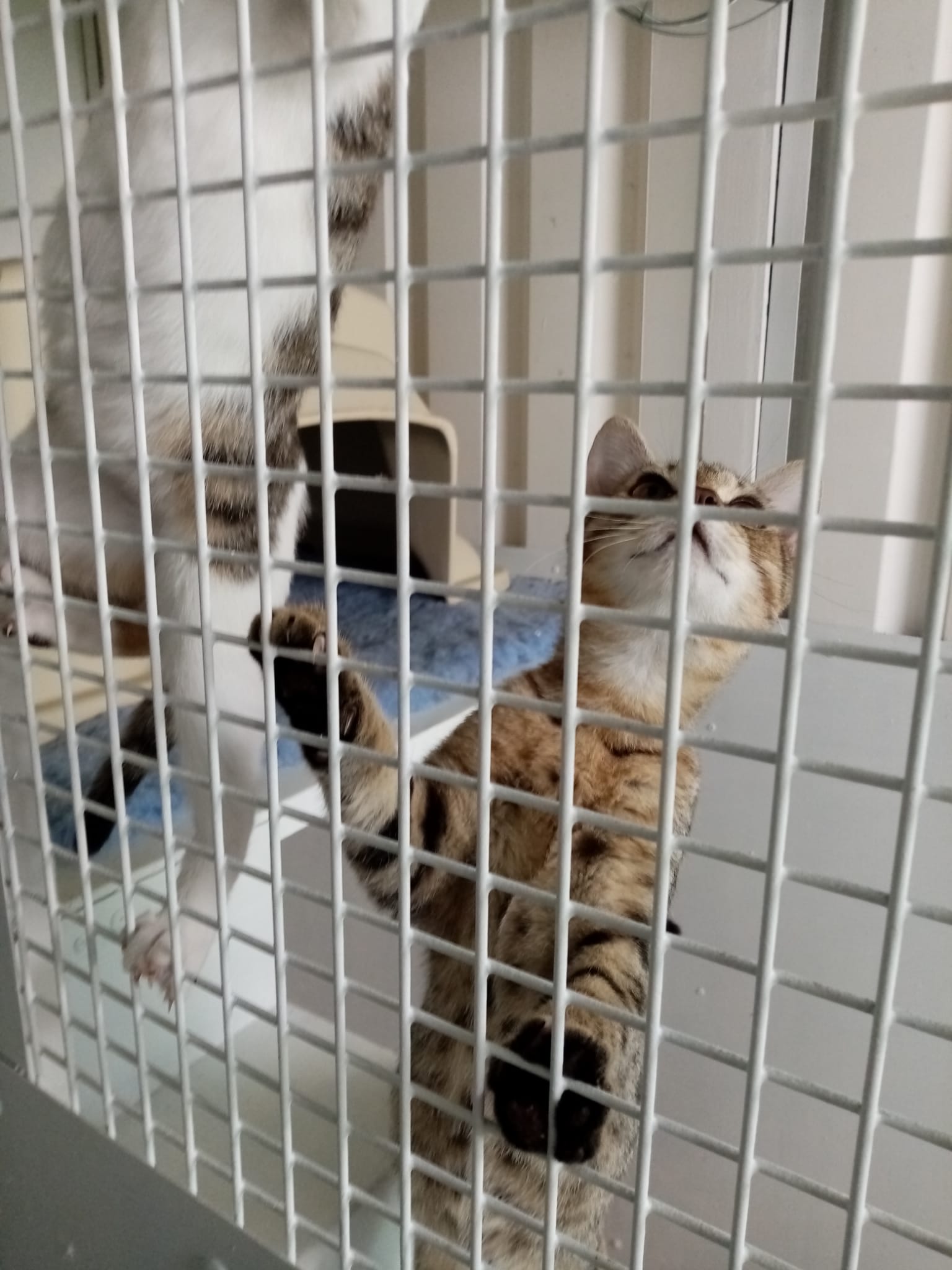 Kennels and Catteries Gallery – Glenmoor Boarding Kennels & Cattery